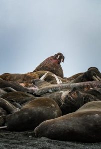 Totem Pole Animals: Meanings & Symbolism [PDF]